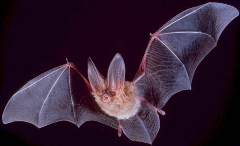 Naturdetektive für Kinder - www.naturdetektive.de: Fledermäuse