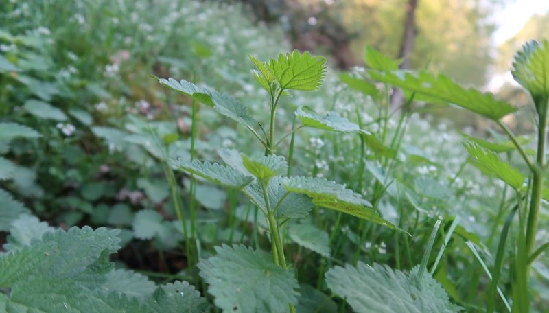 Naturdetektive für Kinder - www.naturdetektive.de: Brennnesselalarm!