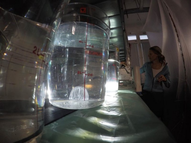 Naturdetektive für Kinder - www.naturdetektive.de: Tierforscher im ...