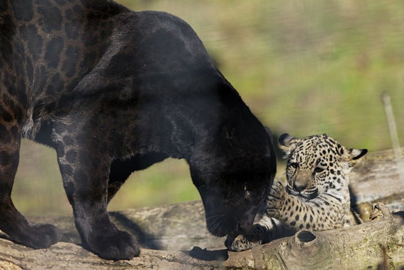 Schwarze Pantherjunge