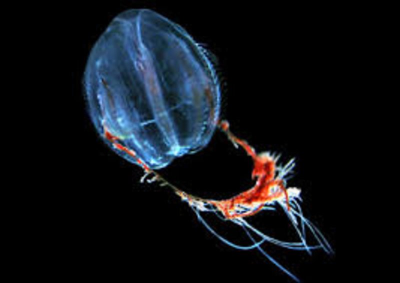 Naturdetektive für Kinder - www.naturdetektive.de: Tierforscher im ...